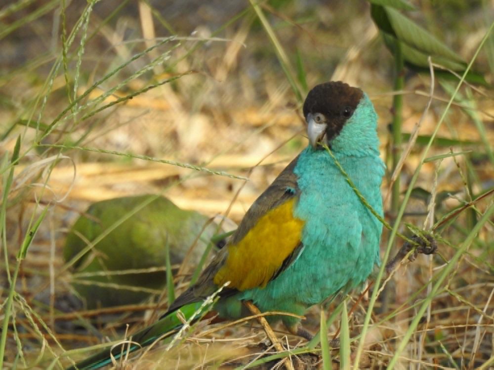 Australasian Ornithological Conference Darwin (AOC) 2019 - Birdwatching ...